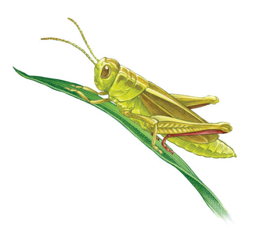 Practice Organic Grasshopper Control for a Healthy Garden – Mother ...